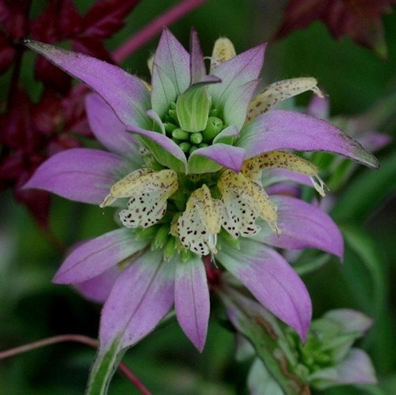 Spotted Bee Balm Herb Seeds Monarda punctata 100Seeds