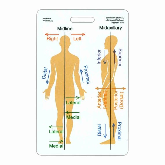 Anatomy Anatomical Badge Card Reference Vertical for Nurse