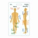 Anatomy Anatomical Badge Card Reference Vertical for Nurse