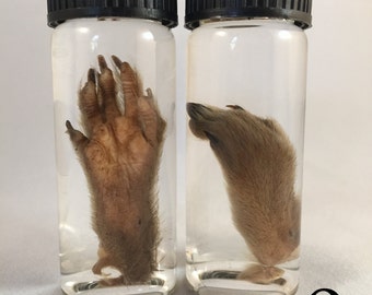 Squirrel feet | Etsy