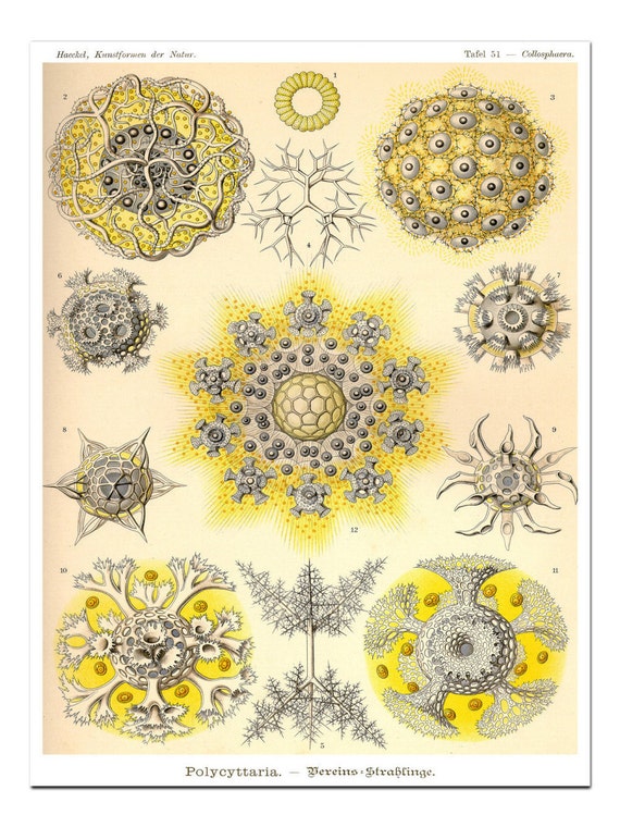 Ernst Haeckel Print Cell Art Biology Print Scientific