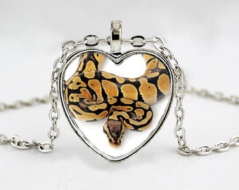 Awesome Royal Ball Python Snake Python regius