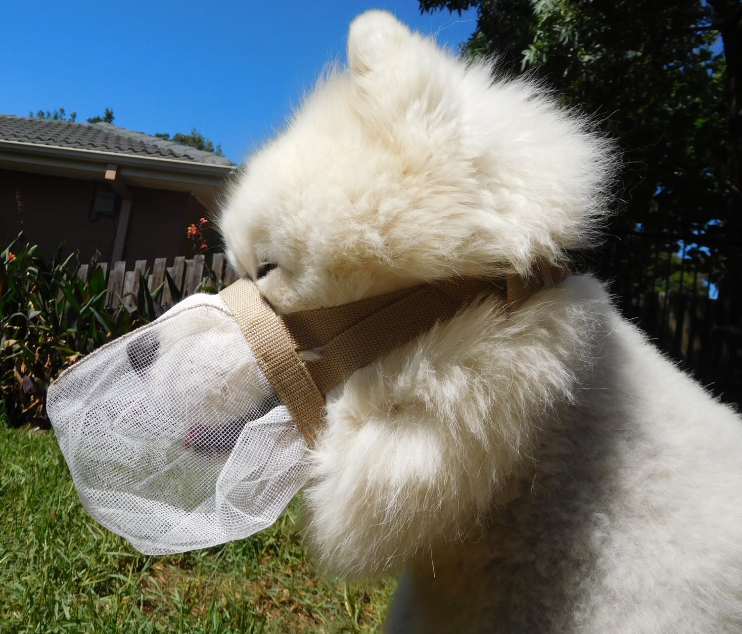 Smuzzle: A soft muzzle that lets your dog Smile