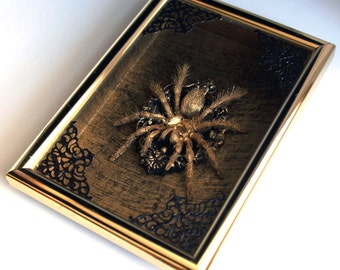 Real framed spiders and insects by TarantulaBox on Etsy