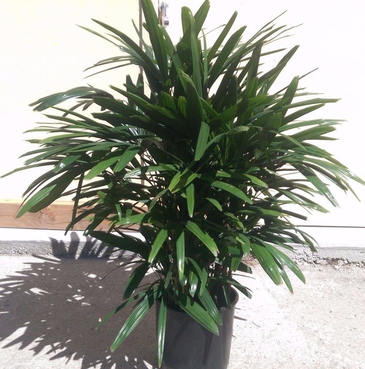 Rhapis Excelsa Palm Plant in 10 Pot Lady Palm