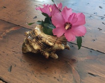Unique conch shell planter related items | Etsy