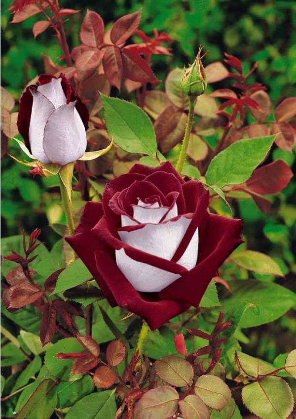 Rarest Rose In The World