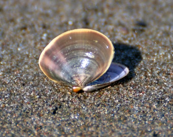 Sea shell photo | Etsy