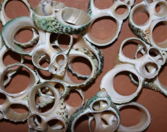 Cut seashells | Etsy