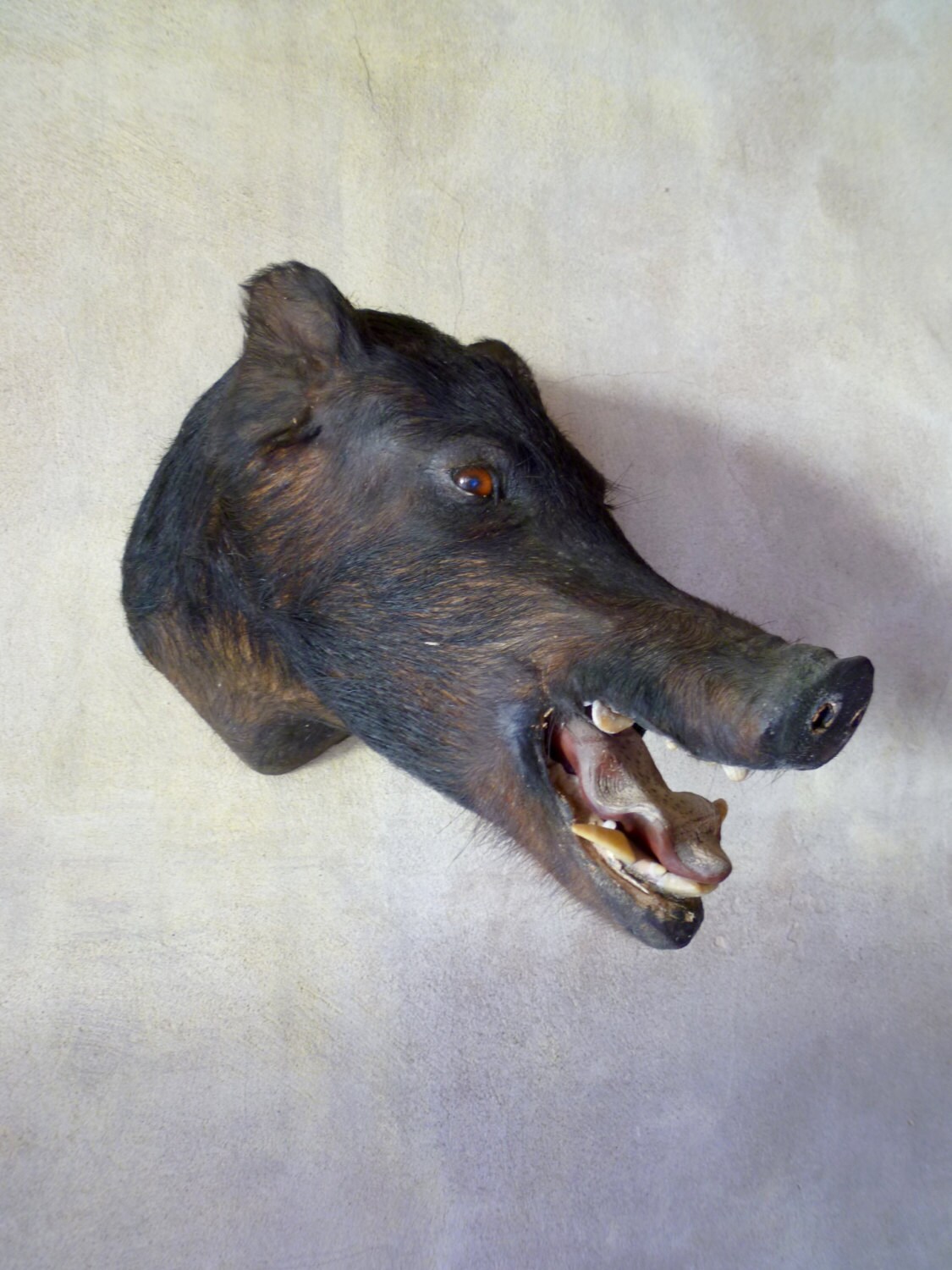 Mounted Wild Boar, Vintage Taxidermy, Wall Hanging Boar Head – Haute Juice