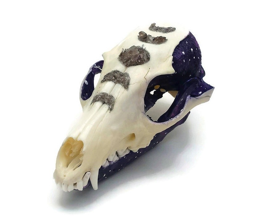 Gray Fox Skull Fox Skull Animal Skull Taxidermy Galaxy