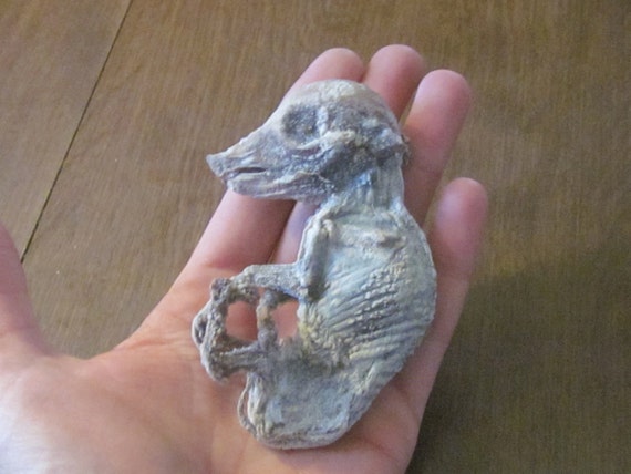 Dry Preserved mummified pig fetus.