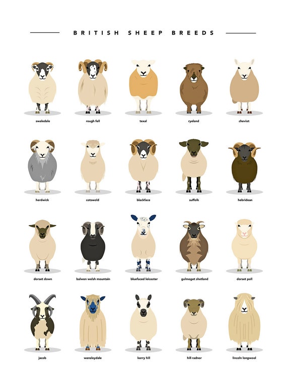 British Sheep Breeds Animal Print Modern by AlsCouzensDesigns