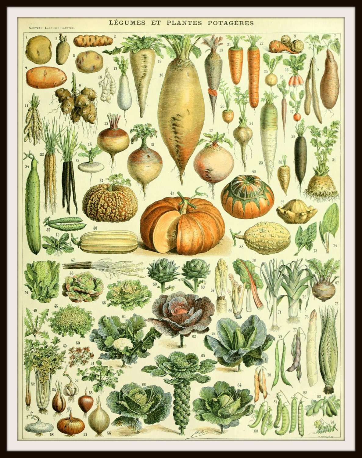 Vintage Art Print Botanical Seed Poster Ephemera Print Wall