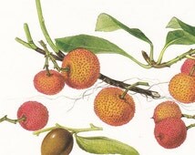 Unique strawberry botanical related items | Etsy