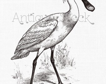 Spoonbill wall art | Etsy