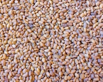 Alfalfa seeds | Etsy