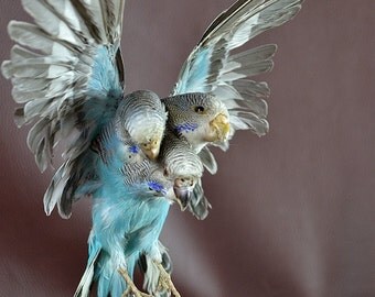 Parrot head gifts | Etsy