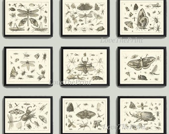 Antique insect print | Etsy