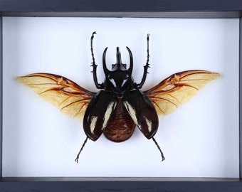 Giant insects | Etsy