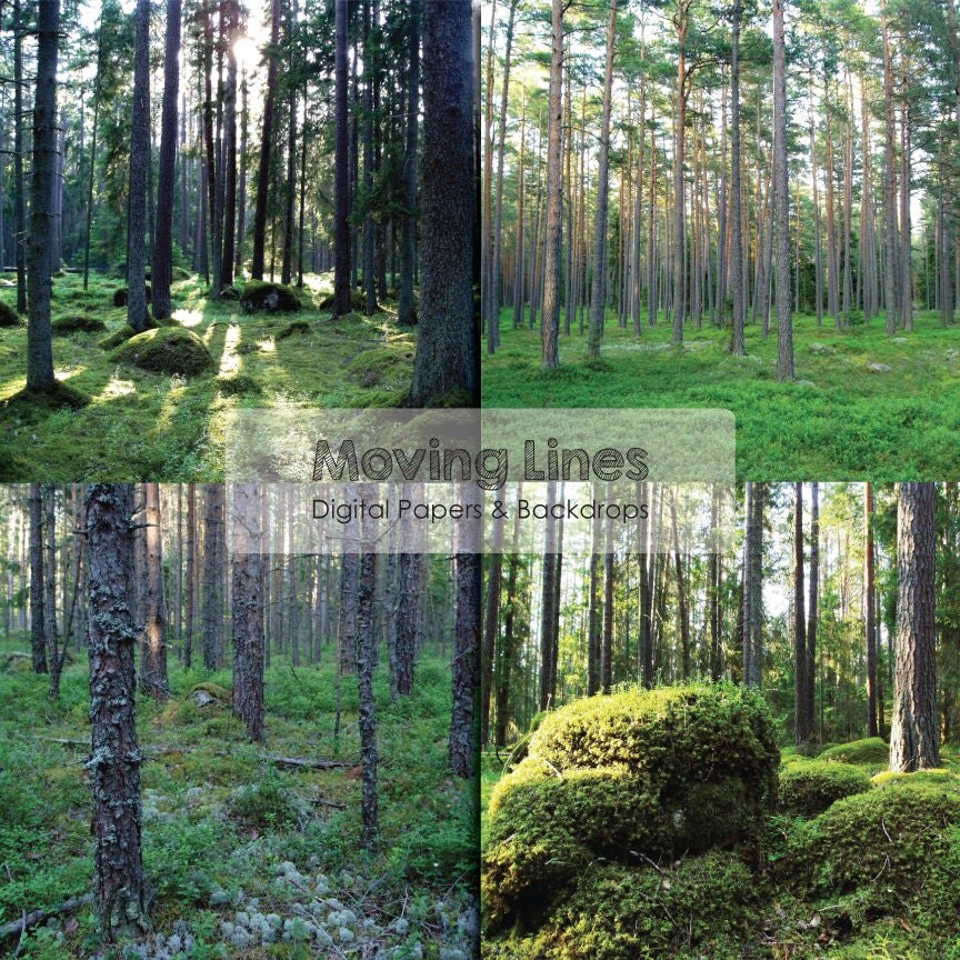 Pine Forest Photos Landscape Photography Mystic Wall