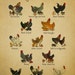 Chicken Breeds Chart Print Vintage Poultry Print Chicken