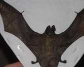 taxidermy animals by Fineartsaflutter on Etsy