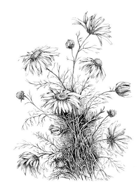 Botanical art original daisy sketch pen and ink drawings