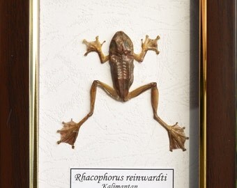 Taxidermy frog | Etsy