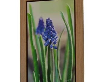 Miniature hyacinth | Etsy