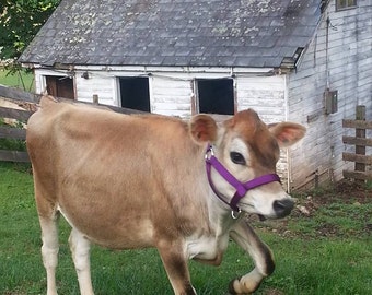 Calf harnesses | Etsy