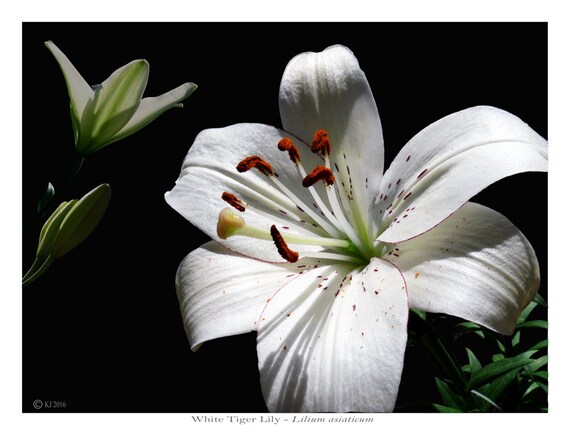 White Tiger Lily Lilium asiaticum flower photography white