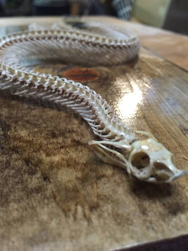 VENOMOUS Hognose snake skeleton on wood plaque by DeadArtStudios