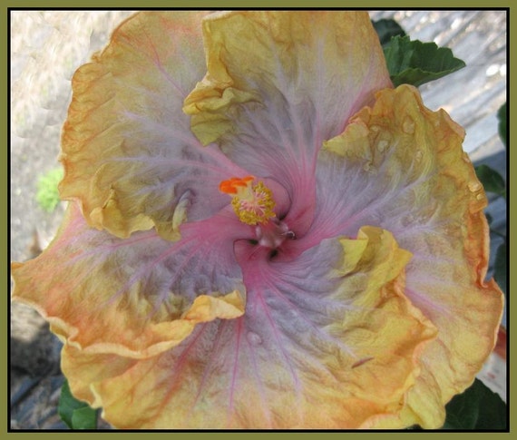 CREOLE LADY Tropical Exotic Cajun Hibiscus Live Plant Extra