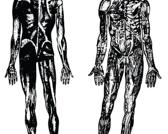 Mermaid anatomy musculature