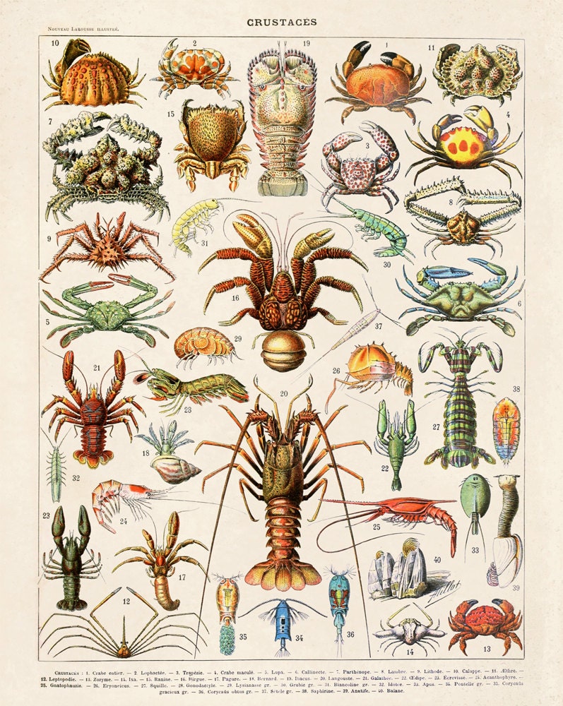 Crustaceans List