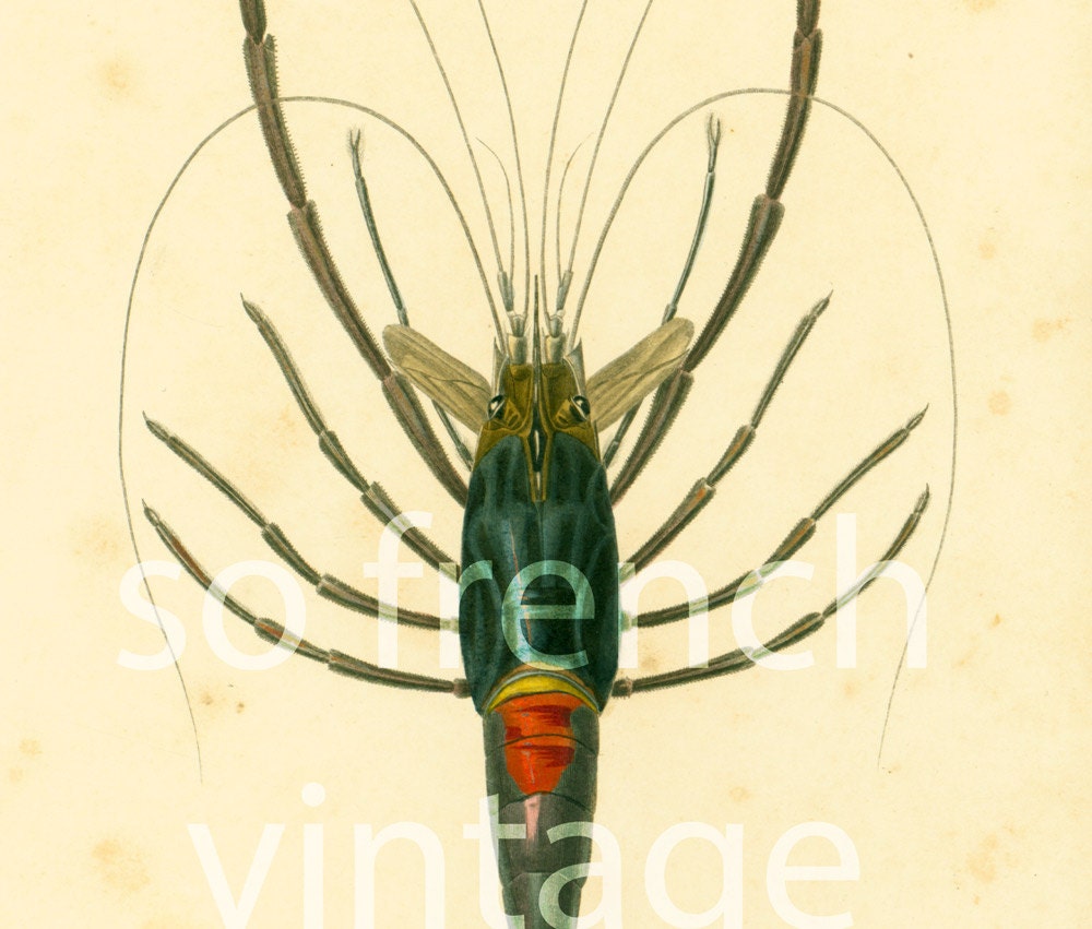 1861 Crayfish. Antique Engraving. Hand colored. Original