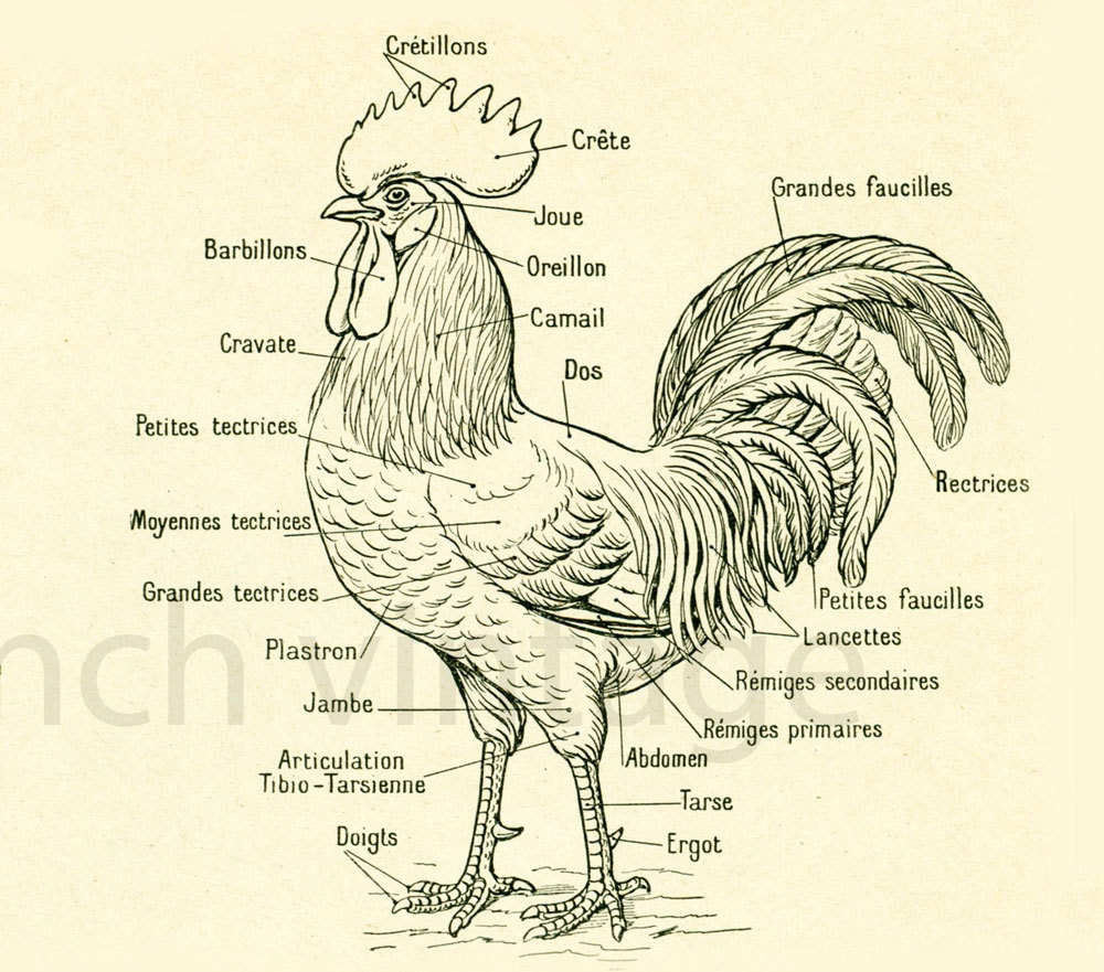 Aves en 1922 anatomía esqueleto gallina gallo. Tablero