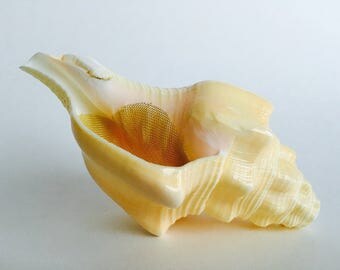 Naturally Crafted Seashell Pipes by ShellPipe on Etsy