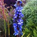 Aristea Capitata 10 Seeds A. Major or Blue Sceptre Perennial