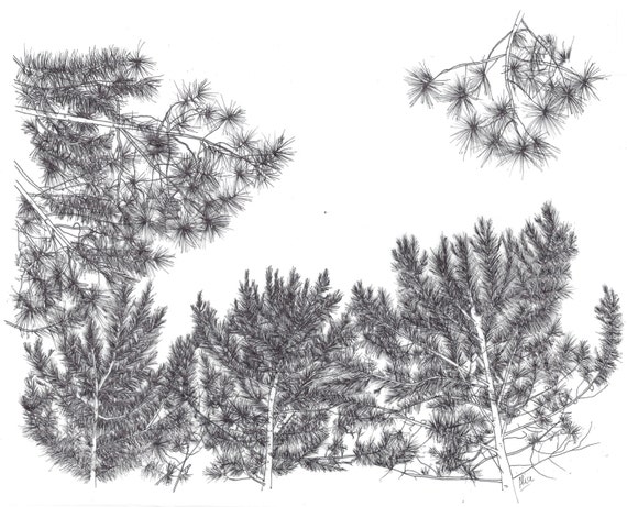 Drawing Pine forest by ALBpaysages on Etsy