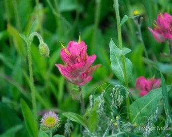 Thunder flower | Etsy
