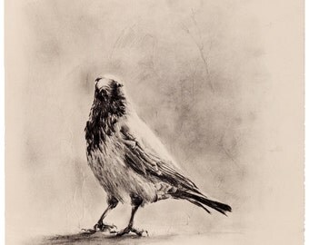 Bird pencil drawing | Etsy