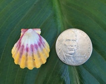 Unique sunrise shells related items | Etsy