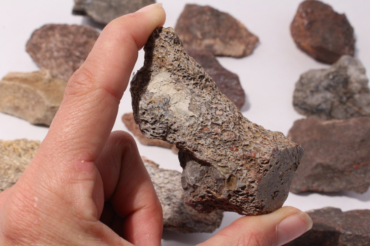 Large Natural Dinosaur Bone Fossil - Dinosaur Bone Fossil from Utah ...