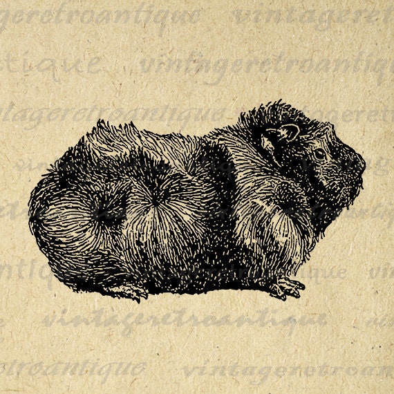 Pet Guinea Pig Graphic Image Digital by VintageRetroAntique