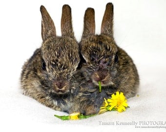 My Primitive SPRING WABBITS pt114