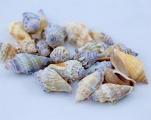 Unique hawaiian cone shell related items | Etsy