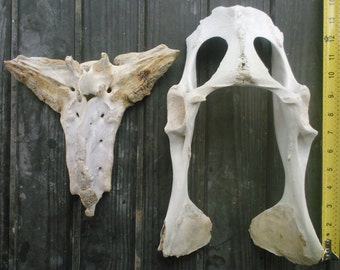 Unique sacrum related items | Etsy
