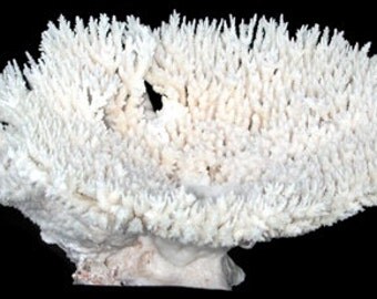 Real Coral Reef Red Pipe Organ Coral Natural 3 to by MacDriftwood